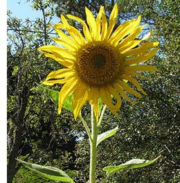 World Around Me: Sunflowers