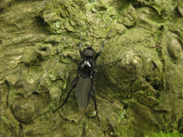 What Do I Know?: Bark, Bug, and Branches