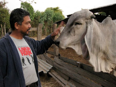 What Do I Know?: It's The Year of the Ox - So What's the Difference ...