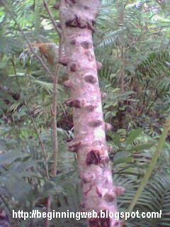 Common herbs remedies: June 2009