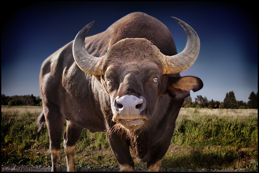 Life, Love, Judaism and the Zodiac: Male Taurus: Grabbing the bull by ...