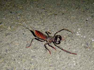 Fauna Photography Formosa: Taiwan Whip Scorpion (Taipei)