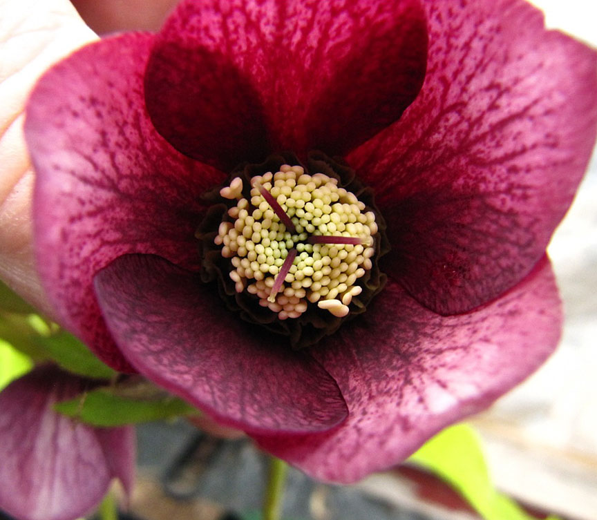 Bloomingwriter: Gardening in Nova Scotia: April 2010