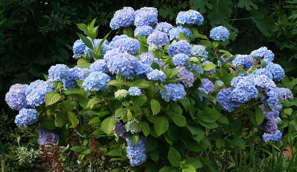 Bloomingwriter: Gardening in Nova Scotia: October 2010