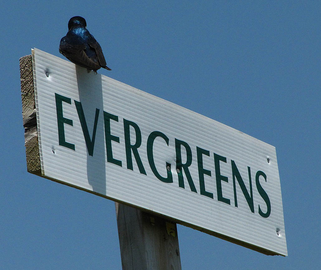 Baldwin Nurseries: Perennials, shrubs, trees for Nova Scotia Gardeners ...