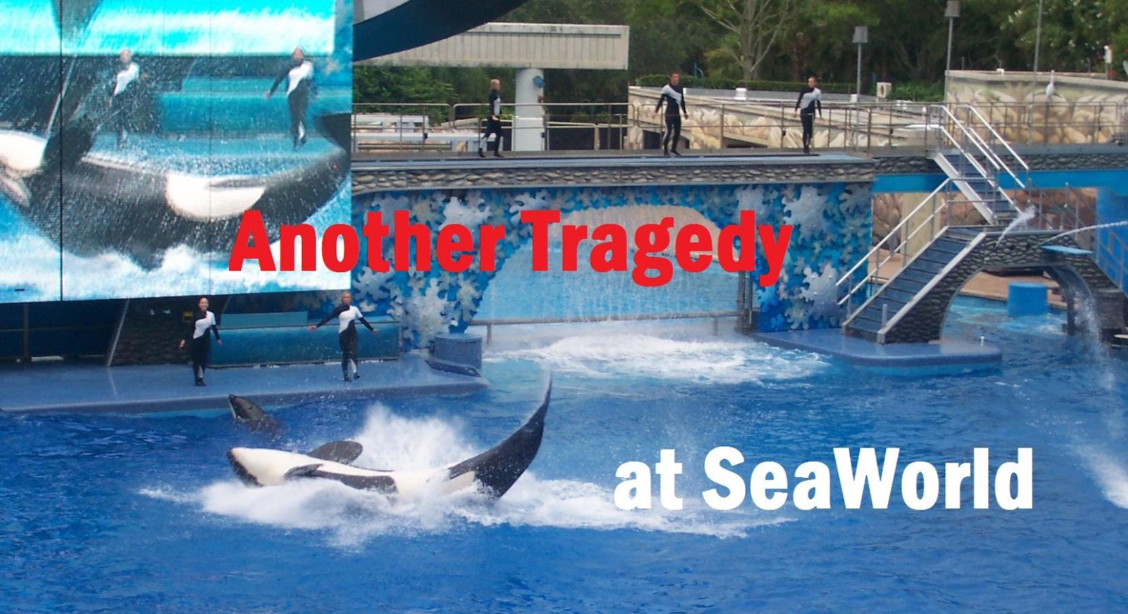 SeaWorld's killer whale dies - Orlando Theme Park News