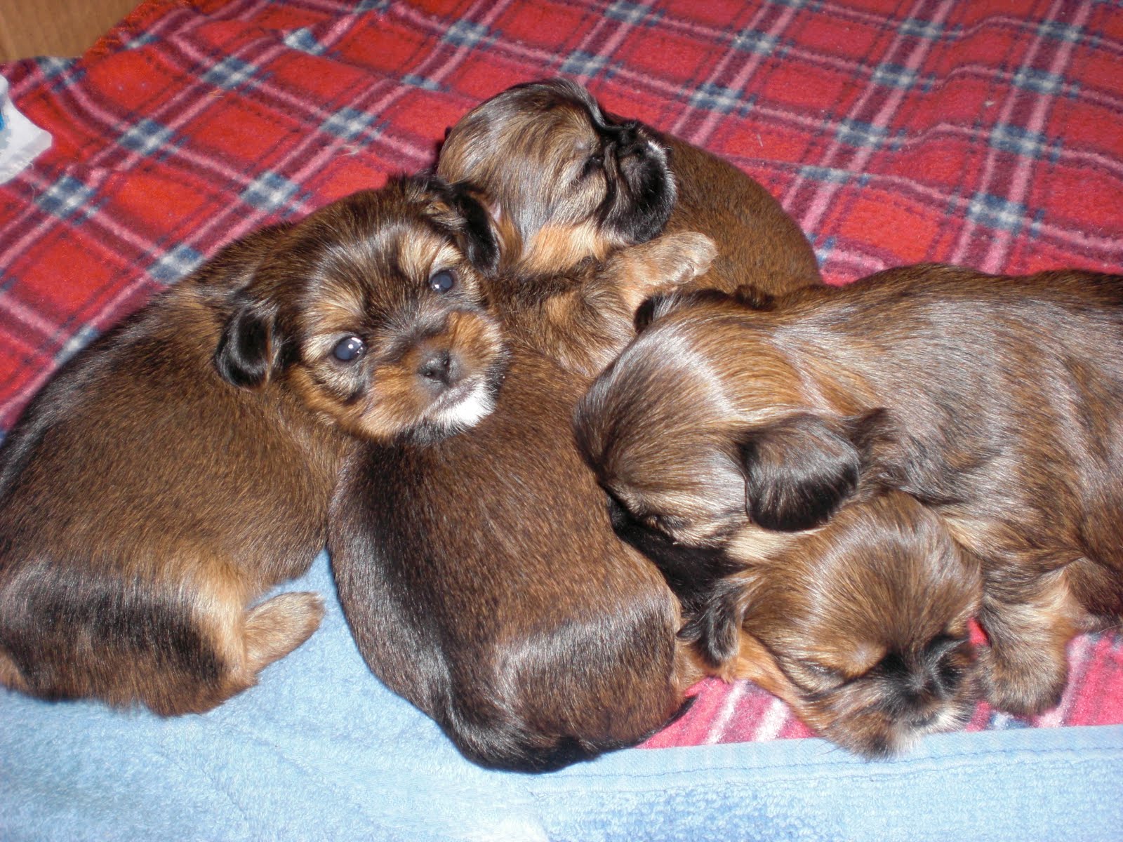Tiny Shorkie Puppies: BABIES ARE THREE WEEKS OLD