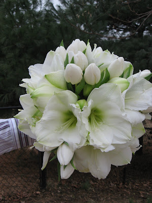 sisters floral design studio: Awesome Amaryllis