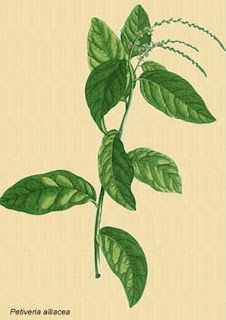 Sanamu: PLANTA DE ANAMÚ