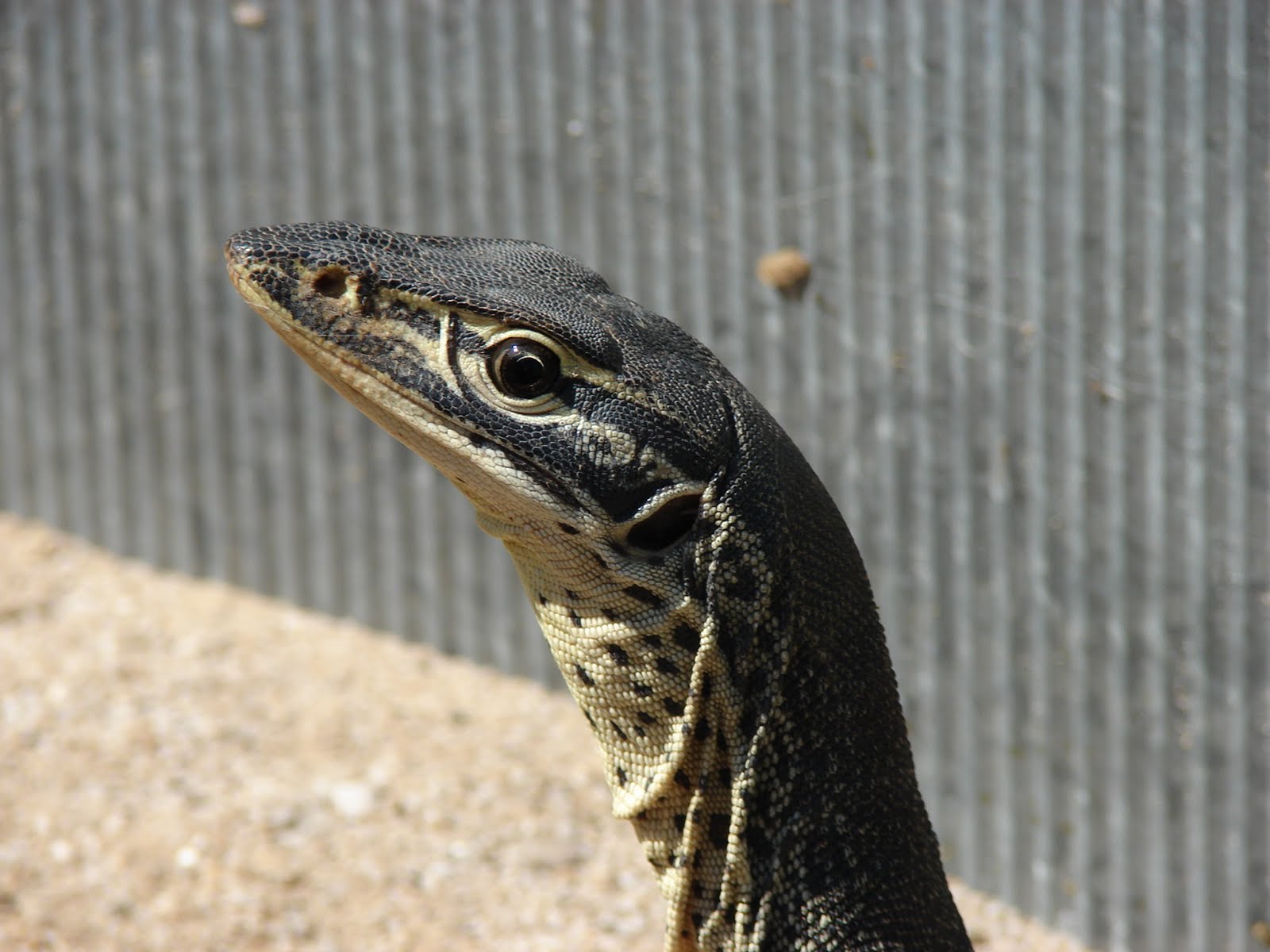 Antmisk Monitors: Monitors