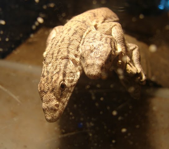 Antmisk Monitors: Monitors