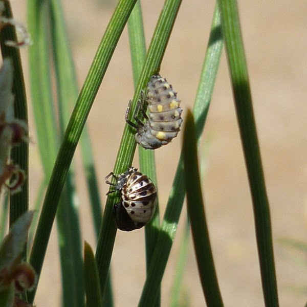 The Desert Garden