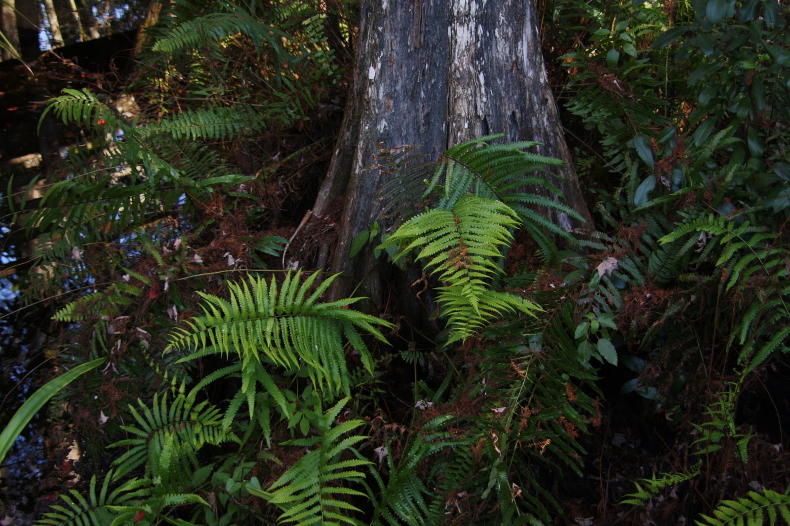 Beth's Blog: Corkscrew Swamp in the Afternoon