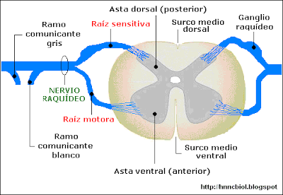CIENCIAS BIOLOGICAS: ANATOMIA Y FISIOLOGIA DEL SISTEMA NERVIOSO SOMATICO