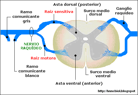 El MUNDO DEL CEREBRO : SISTEMA NERVIOSO PERIFERICO