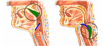 Ciencias: Aparato digestivo 1