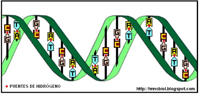 APRENDE A DIFERENCIAR LAS MOLECULAS DEL ADN Y ARN: Historia y descubrimiento de las moléculas de ...