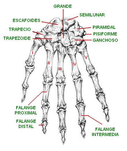 CIENCIAS BIOLOGICAS: ANATOMIA Y FISIOLOGIA DEL SISTEMA OSEO