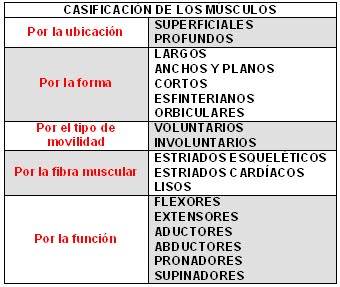CIENCIAS BIOLOGICAS: ANATOMIA Y FISIOLOGIA DEL SISTEMA MUSCULAR