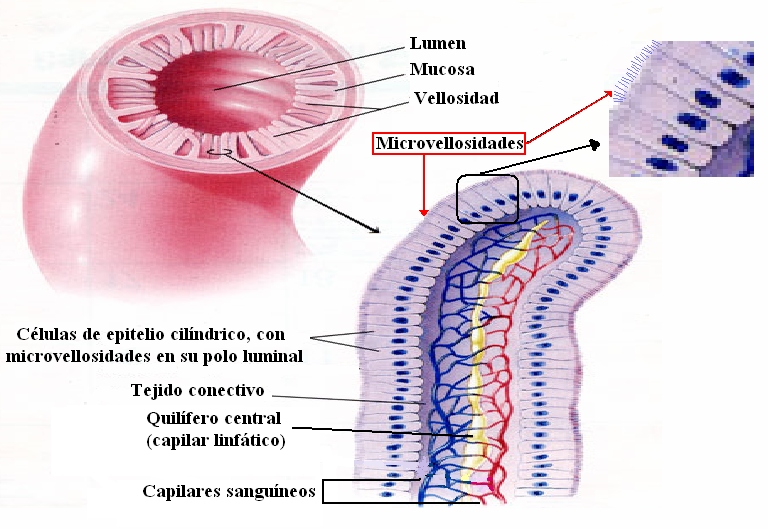 (PPTX) Sistema digestivo Anatomia y fisiologia - DOKUMEN.TIPS