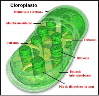 estructura celuar | compositae