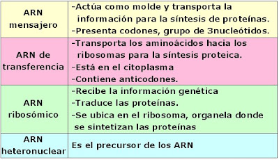 APRENDE A DIFERENCIAR LAS MOLECULAS DEL ADN Y ARN: Historia y descubrimiento de las moléculas de ...