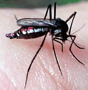 CIENCIAS BIOLOGICAS: FIEBRE AMARILLA