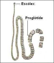 CIENCIAS BIOLOGICAS: TENIASIS