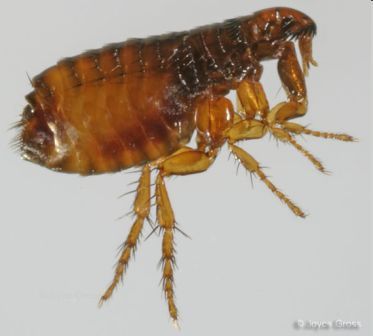 CIENCIAS BIOLOGICAS: DERMATITIS POR PULGAS