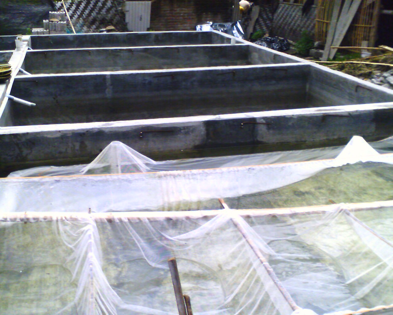 Jual Bibit/benih lele sangkuriang x phyton dan benih Ikan Air Tawar ...