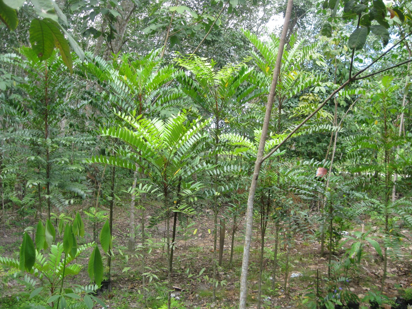 Tongkat Ali @ Eurycoma: Tongkat Ali @ Eurycoma