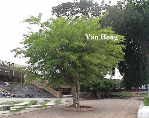 Sweet Memories Of ZuiYanHong: The Legend Of The Malacca Tree