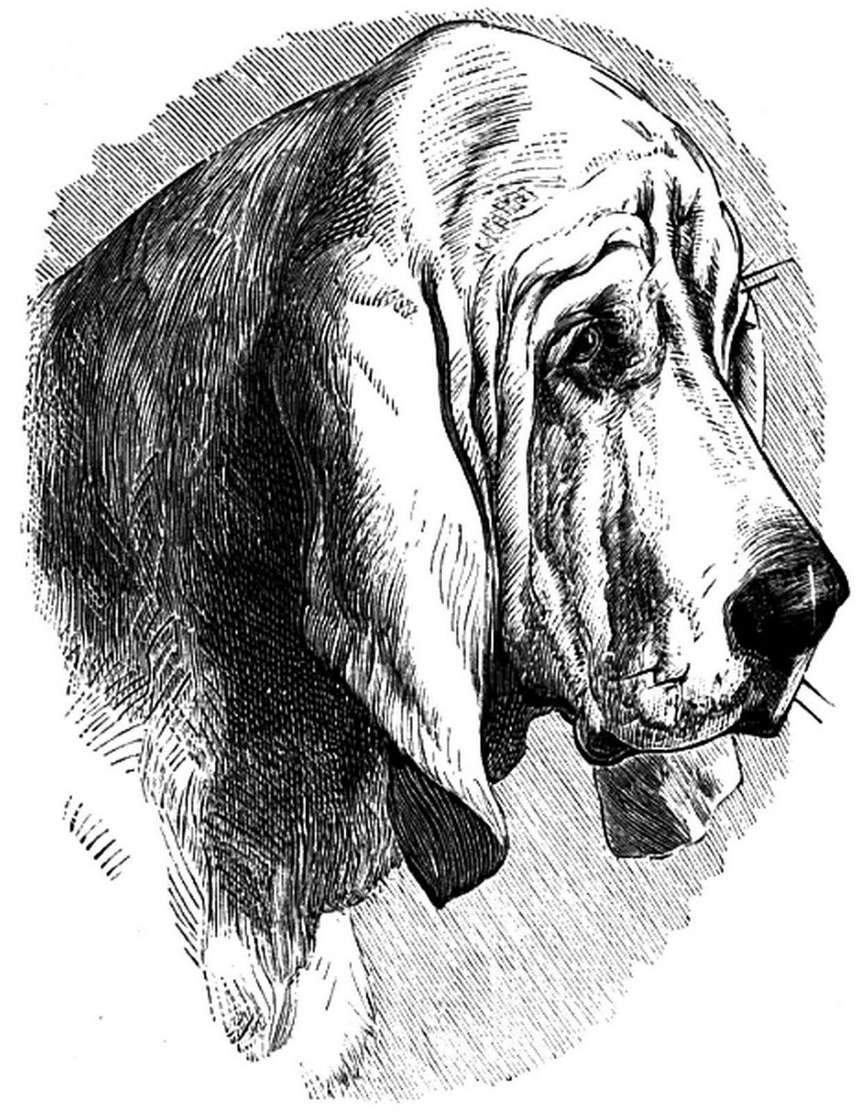 Bloodhound Public Domain Clip Art Photos and Images