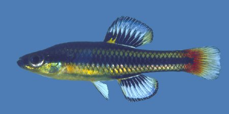 Neato killifish kit : r/Aquariums