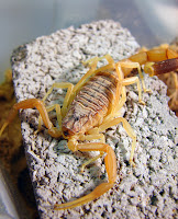 NeuroDojo: Defeating the deathstalker: How bats snack on scorpions