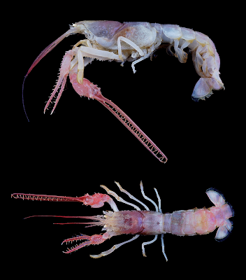 NeuroDojo: Tuesday Crustie: Terrible claw