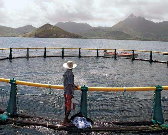 Oceanic Defense: Large-Scale Fish Farm Production Offsets Environmental ...