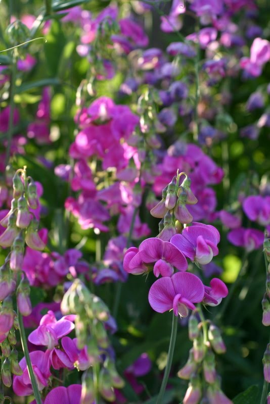 Günstig gärtnern: Wunderbare Wicken