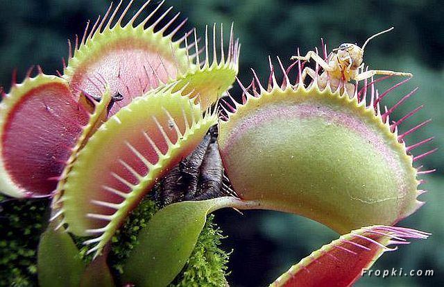 The Pictures Blog of Mr. MaLao's: Dangerous Flesh Eating Plant
