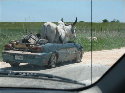 The Pictures Blog of Mr. MaLao's: Cow's Car