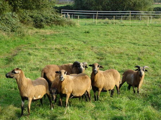 Linkuri agricole: Oi de rasa