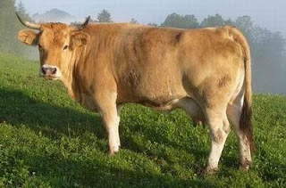 VACI DIN IMPORT: Rase speciale