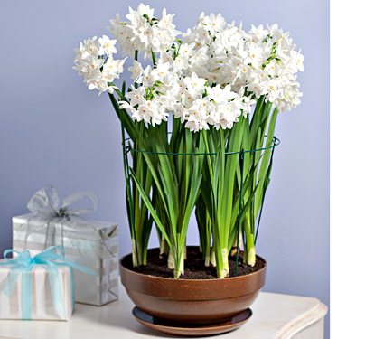 Forcing Paperwhites for Christmas {paper white} - Home Stories A to Z