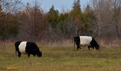 David Barcroft Photography: Oreo Cookie Cows