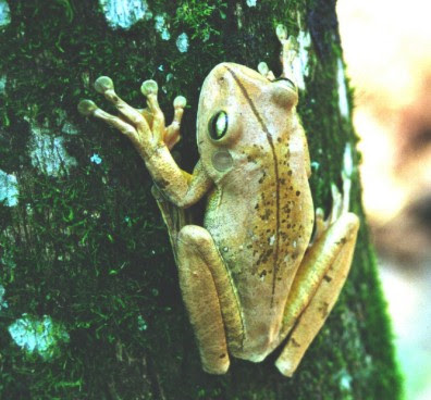 ANFÍBIOS: HYLA FABER