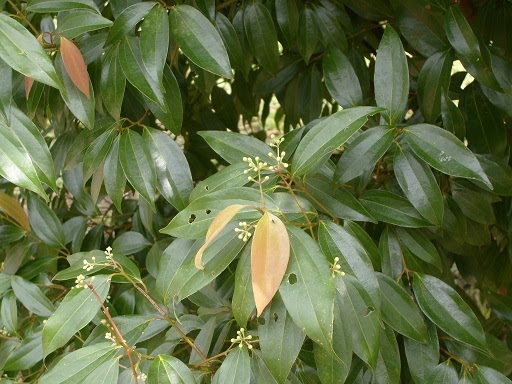 Canela e Canelas: Canela da India/ canela de cheiro