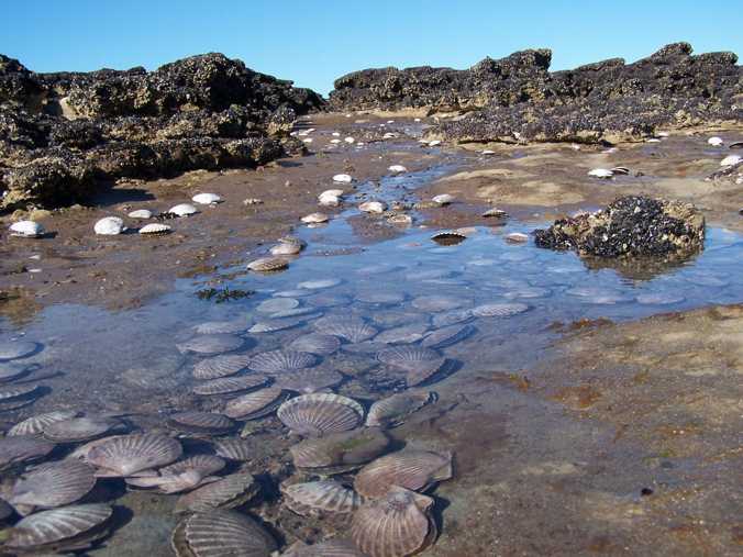 Biologia animal: Habitat marino