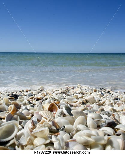 Melissa's Travel & Cooking: Best Shelling Beaches-USA