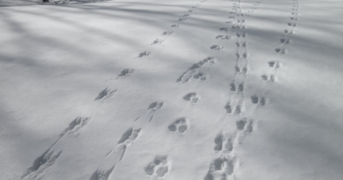 Grey Squirrel Tracks In Snow