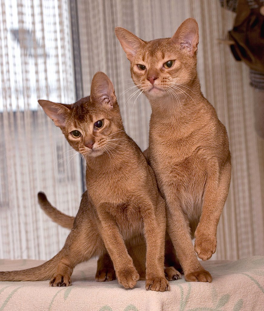 Cats and Kittens: Abyssinian Cat